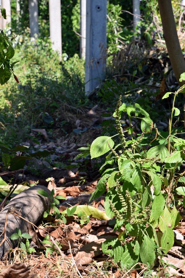 African Basil or Wild Basil, Herb Ingredient for Cooking Stock Photo ...