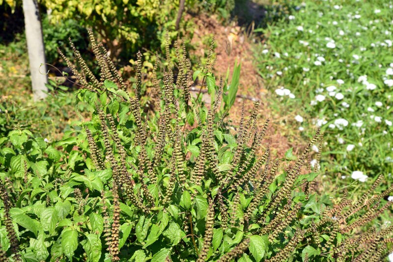 African Basil or Wild Basil, Herb Ingredient for Cooking Stock Photo ...