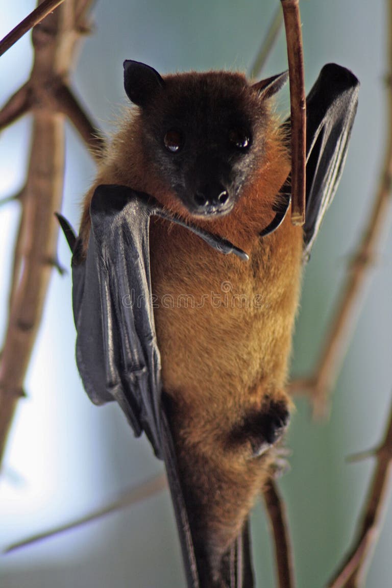 478 African Bat Mammal Stock Photos - Free & Royalty-Free Stock Photos ...