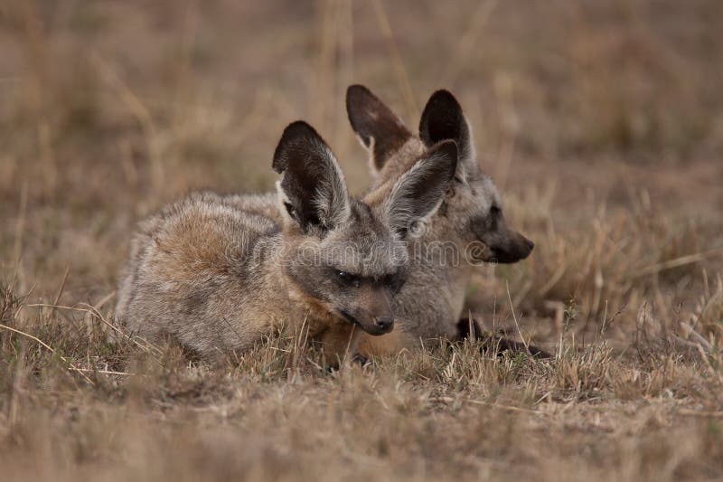 African Bat-eared Fox at Sunrise Stock Image - Image of masai, ears ...