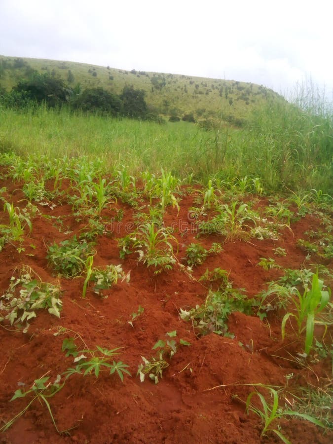 African Beautiful Environment Stock Photo - Image of land, environment ...