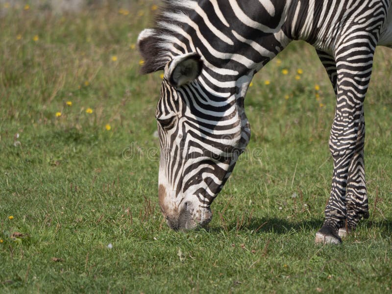 African Beautiful Zebra Eating Fresh Green Grass Stock Image - Image of ...