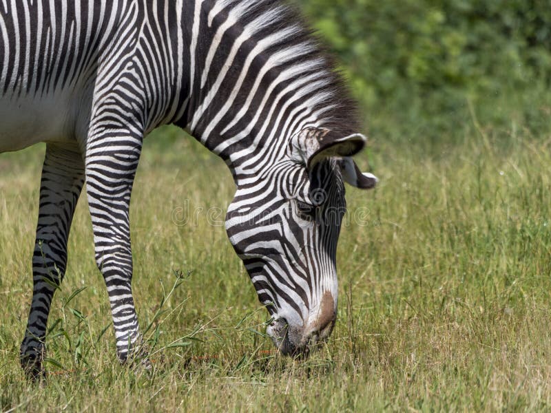 African Beautiful Zebra Eating Fresh Green Grass Stock Photo - Image of ...