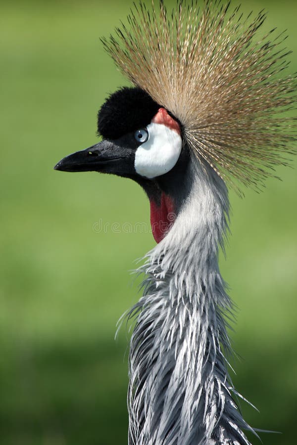 African Crowned Stork stock image. Image of wilderness - 22645295