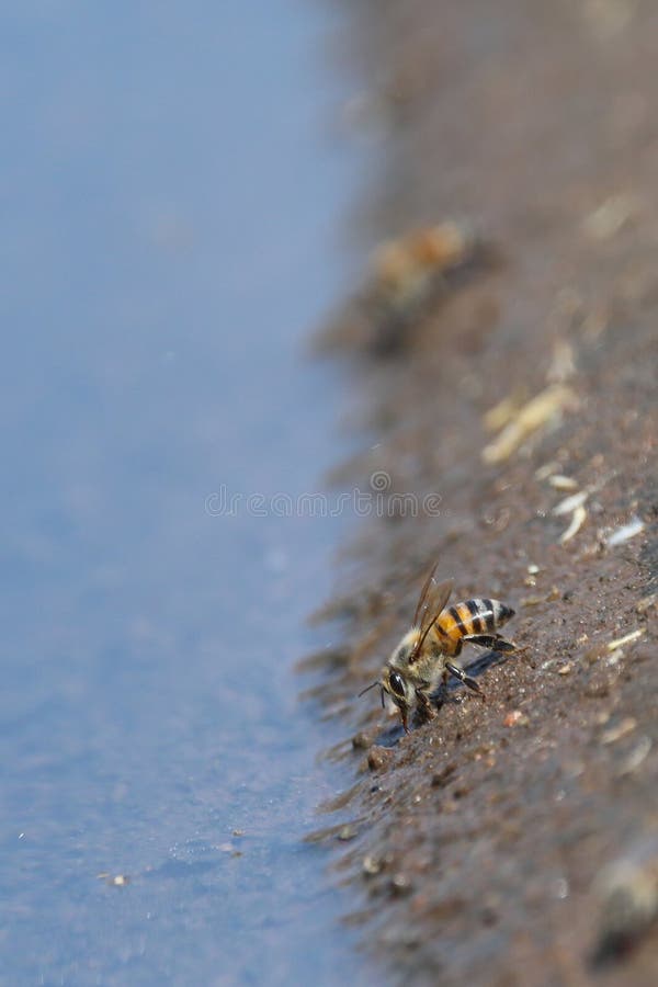 African bee drinking stock image. Image of honey, taking - 344053141
