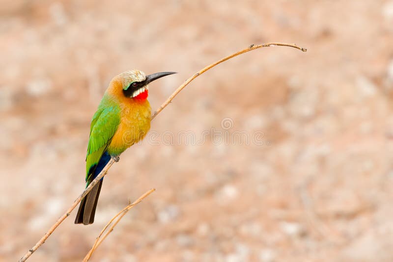 African Bee Eater at Chobe River, Botswana Stock Image - Image of ...