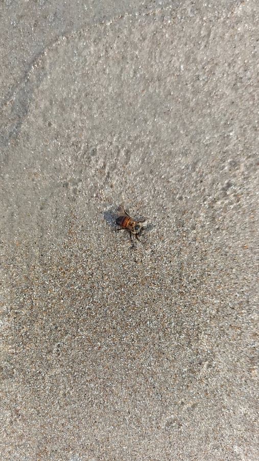 African Bee Sand Beach Stock Photos - Free & Royalty-Free Stock Photos ...