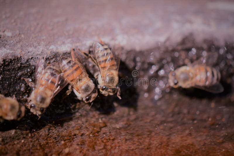 African Bees Enjoying Fresh Water from a Garden Pond. Stock Photo ...