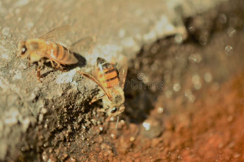 African Bees Enjoying Fresh Water from a Garden Pond. Stock Image ...