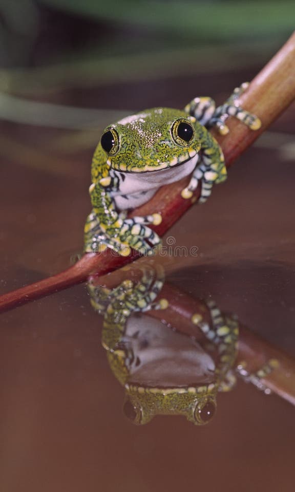 African big eye tree frog stock photo. Image of african - 17023904