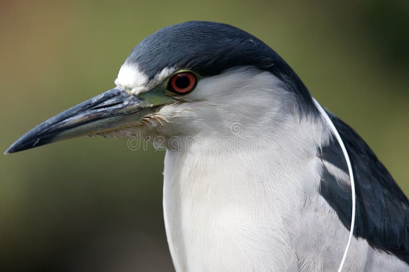 African bird stock image. Image of stare, wildlife, beautiful - 4528593