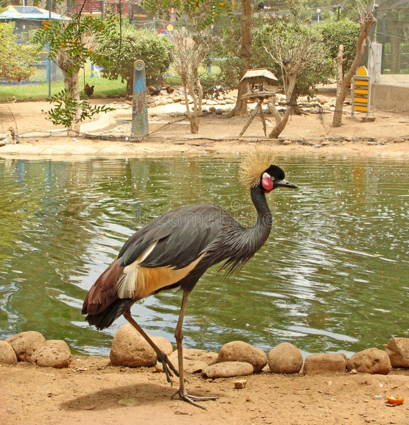 African Bird: Grey Crowned Crane Stock Image - Image of close, exotic ...
