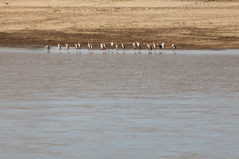 African birds stock image. Image of water, bird, african - 20872775