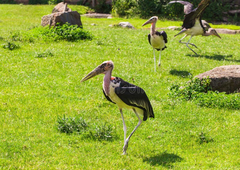 African Birds. Stork Marabou in the Summertime Stock Image - Image of ...