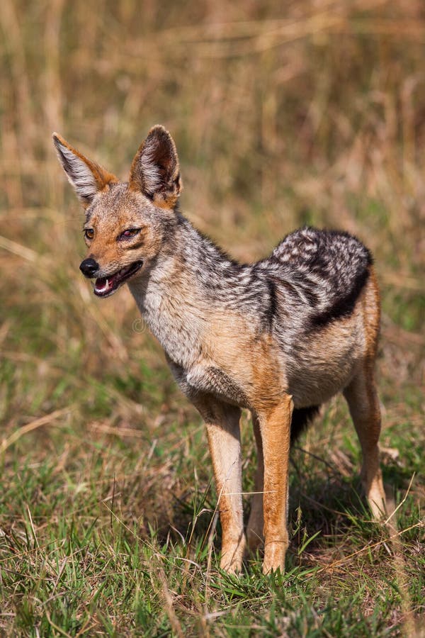 African jackal stock image. Image of bird, hunting, animal - 4664609