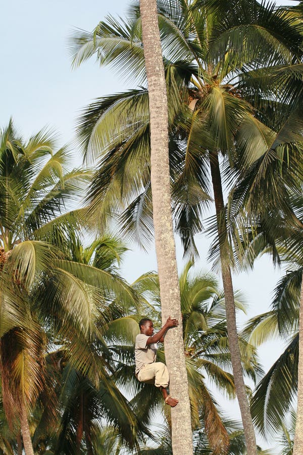 African Black Man Climbs Palm Tree. Editorial Stock Image - Image of ...