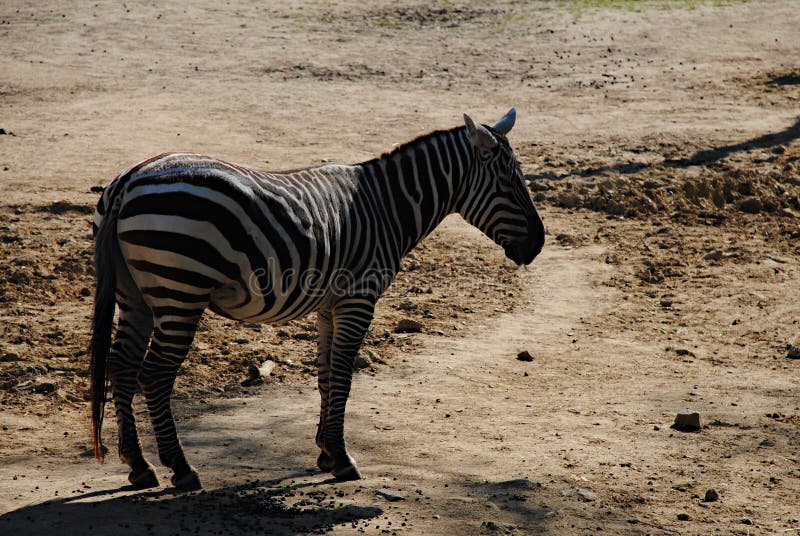 Black and White - Zebra, Sun and Shadow Stock Image - Image of mother ...