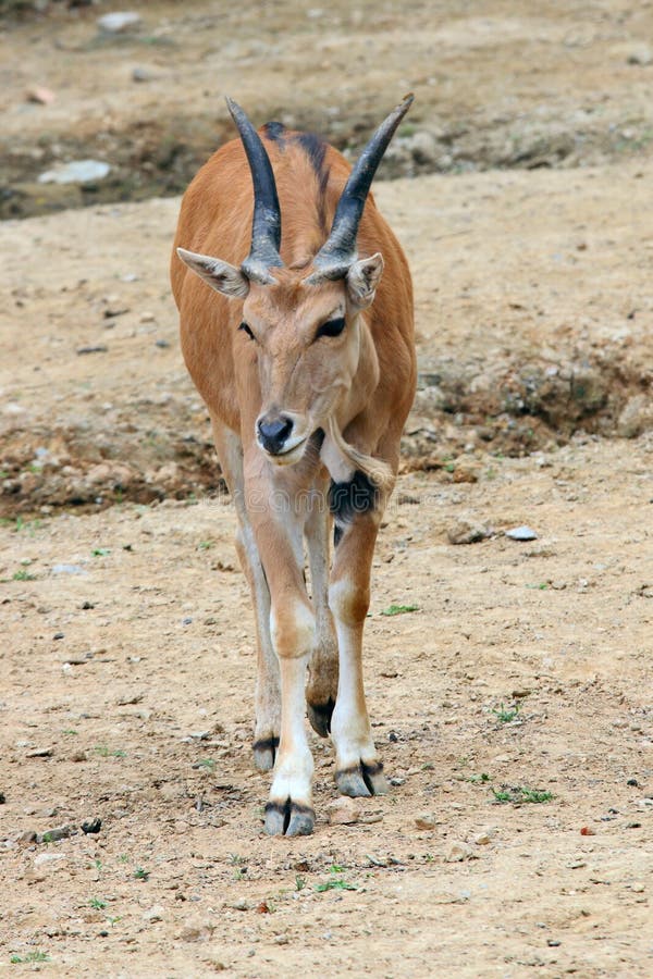The African blesbok stock image. Image of mammal, safari - 27507157