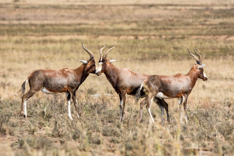 African Blesbok Antelope stock image. Image of group - 73320185