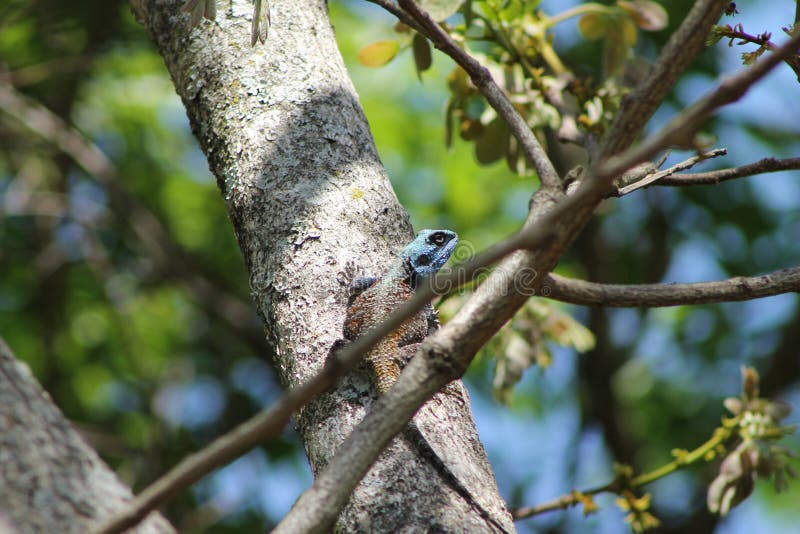 Bloukop lizard stock photo. Image of africa, bush, lays - 89622008