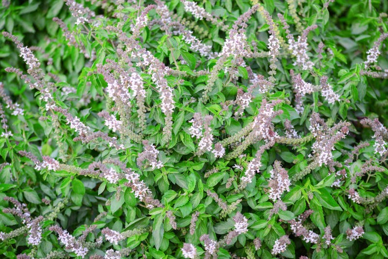 African blue basil stock image. Image of plant, botanical - 244775217