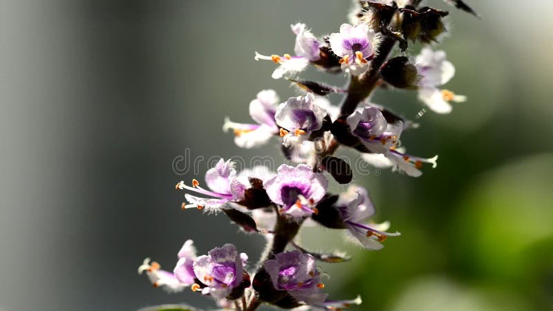 African Blue Basil, Spice and Medicinal Herb with Flower Stock Video ...