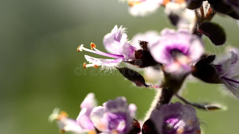 African Blue Basil, Spice and Medicinal Herb with Flower Stock Video ...