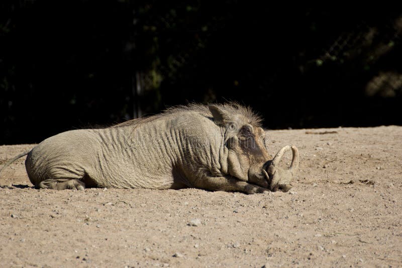 African Boar stock photo. Image of wildlife, fear, nature - 21409508