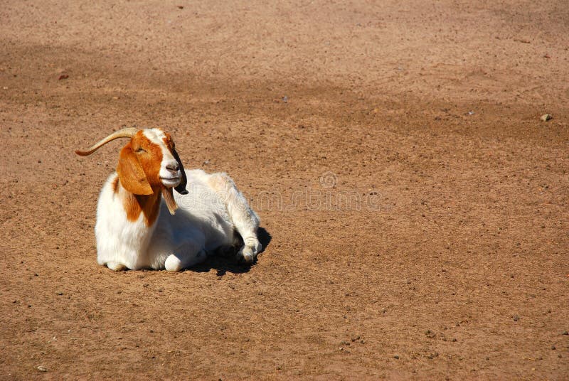 African Boer goat stock photo. Image of boerbok, adult - 6498462