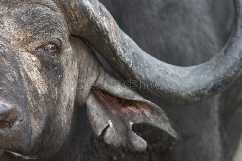African buffalo stock image. Image of face, animal, frame - 11151303