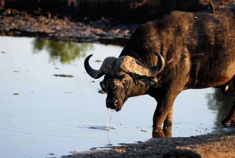 African buffalo stock photo. Image of aggressive, antagonistic - 2433436