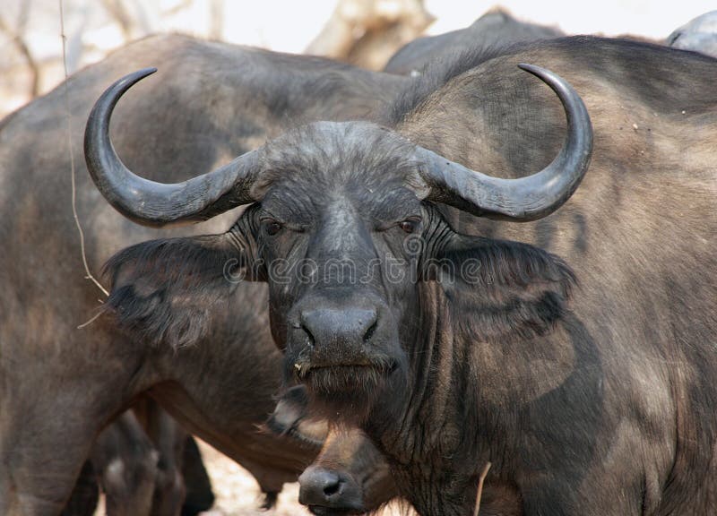 Buffalo Face Portrait Stare in Kruger National Park Stock Image - Image ...