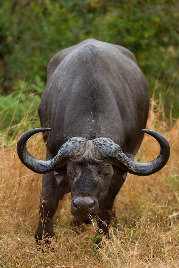 African buffalo stock photo. Image of aggressive, antagonistic - 2433436