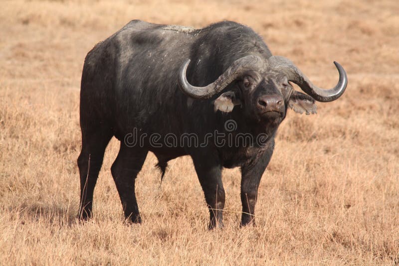 African Buffalo stock photo. Image of grass, huge, dangerous - 20954240