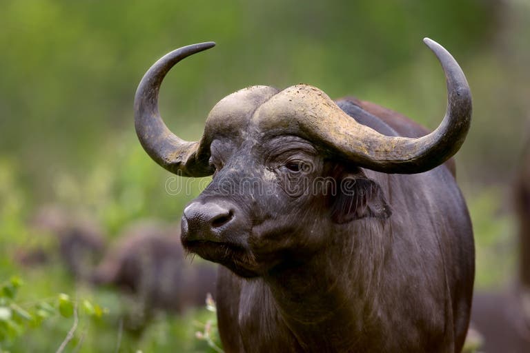 African buffalo stock photo. Image of aggressive, antagonistic - 2433436