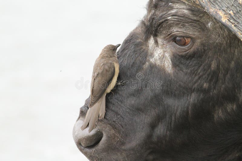 African Buffalo stock image. Image of conservation, ungulate - 25487297