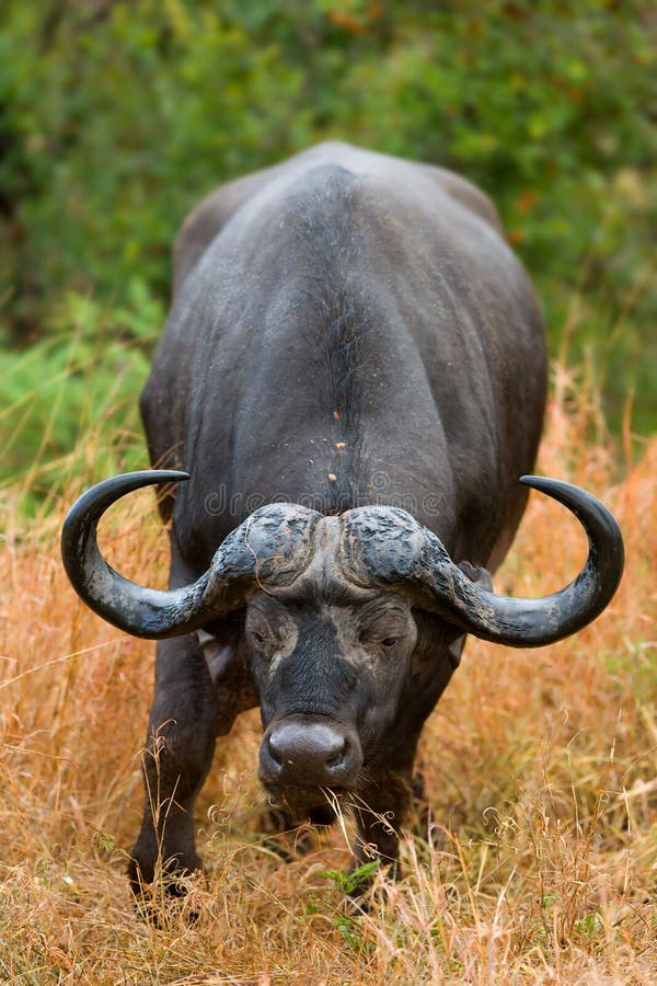 5+ Single african buffalo Free Stock Photos - StockFreeImages