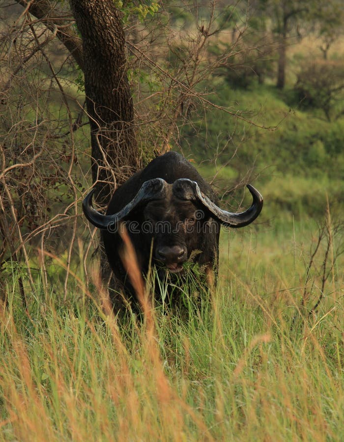 African Buffalo stock image. Image of parks, black, national - 29609817