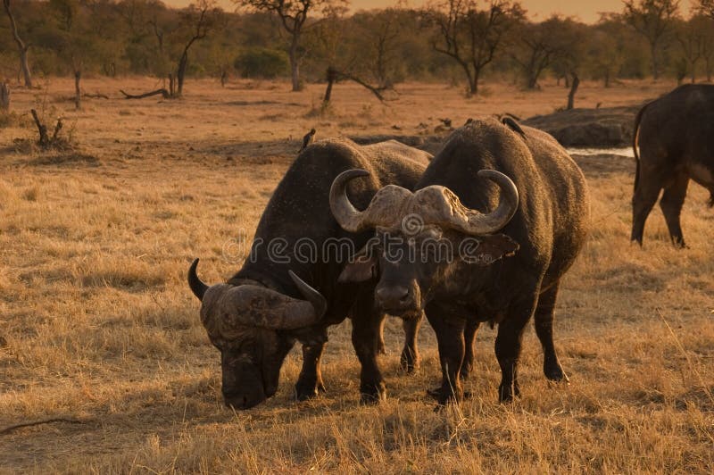 African Buffalo Picture. Image: 3508894