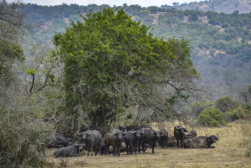 Buffalo in Akagera National Park, Rwanda. Stock Photo - Image of wild ...