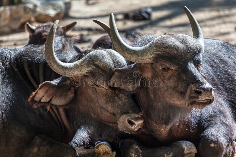 African Buffalo Animals Together Stock Photo - Image of savanna ...