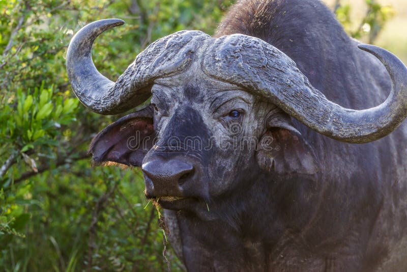 Buffalo Horns Stock Photos - Download 9,135 Royalty Free Photos
