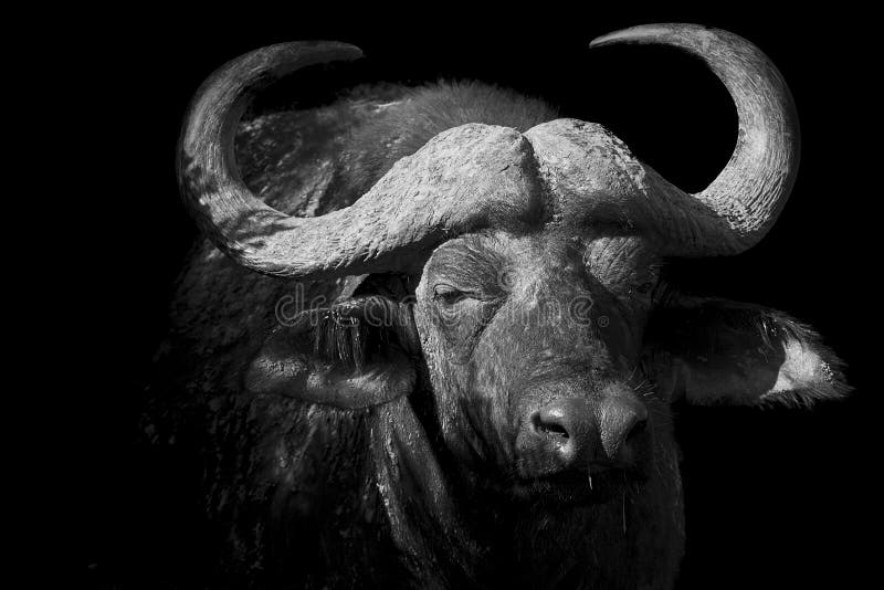 African Buffalo in Black and White Stock Image - Image of light, dark ...