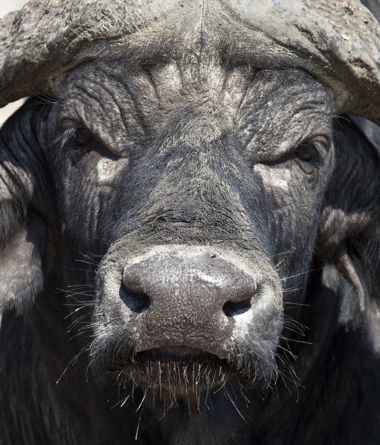 Angry Buffalo Face