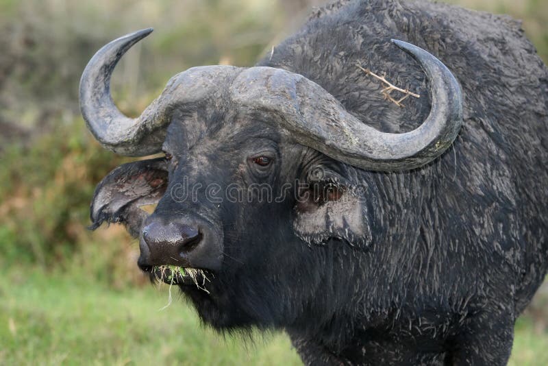 African Buffalo Bull stock photo. Image of face, danger - 14288514