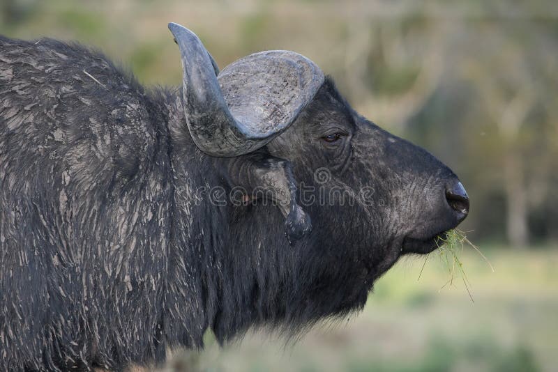 African Buffalo Bull stock image. Image of fauna, large - 14573581