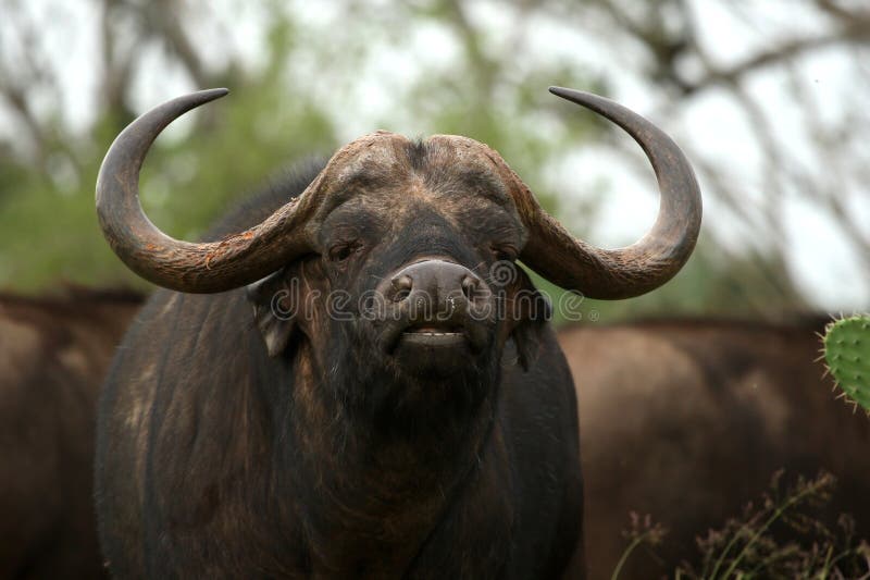 African Buffalo Bull stock image. Image of national, reserve - 17689547