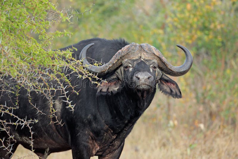 African buffalo bull stock image. Image of south, outdoor - 27614989