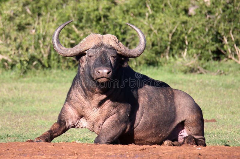 African Buffalo Bull stock image. Image of dangerous - 39558647