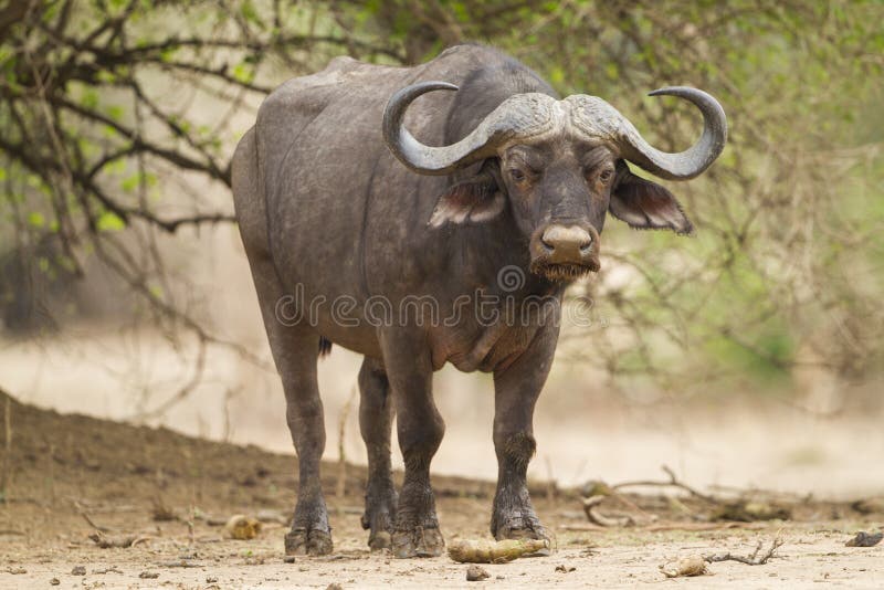 African Buffalo bull stock photo. Image of full, natural - 40283266